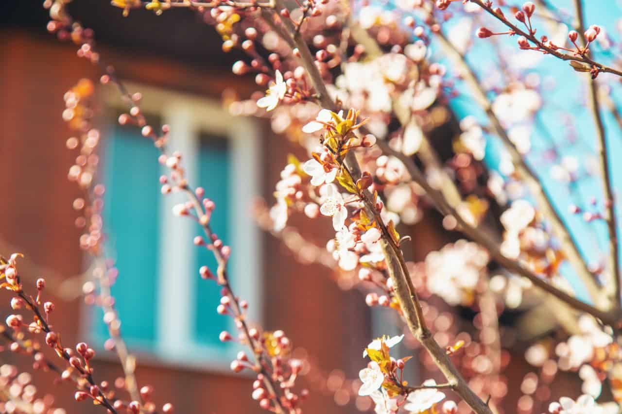 Rhino Shield's 2025 Spring Home Improvement Tips & Tricks